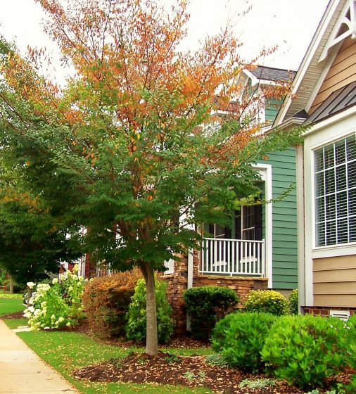Arborist - Greenville, SC | Greentree Tree Services