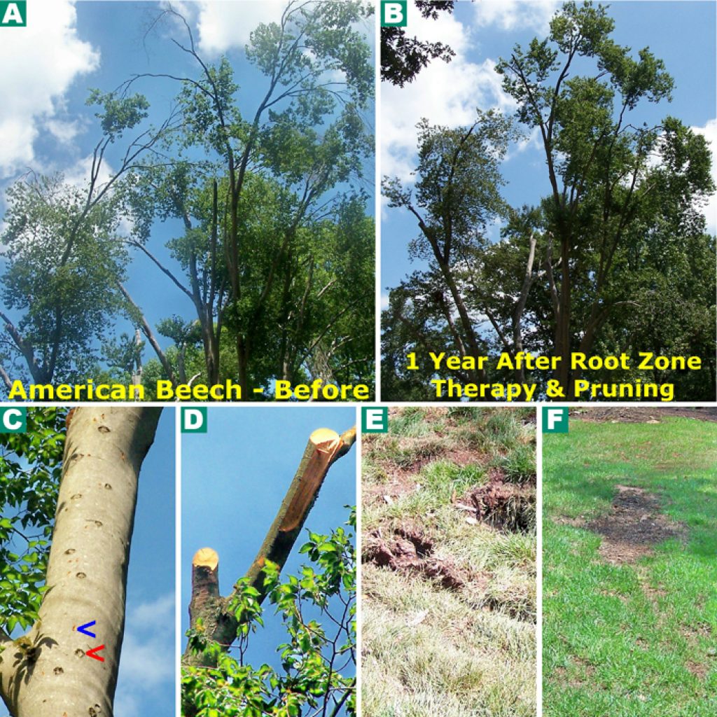 Tree Profiles | Greentree Tree Services