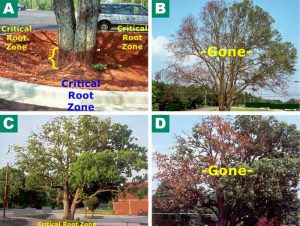 Tree Profiles | Greentree Tree Services
