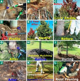 Tree Profiles | Greentree Tree Services