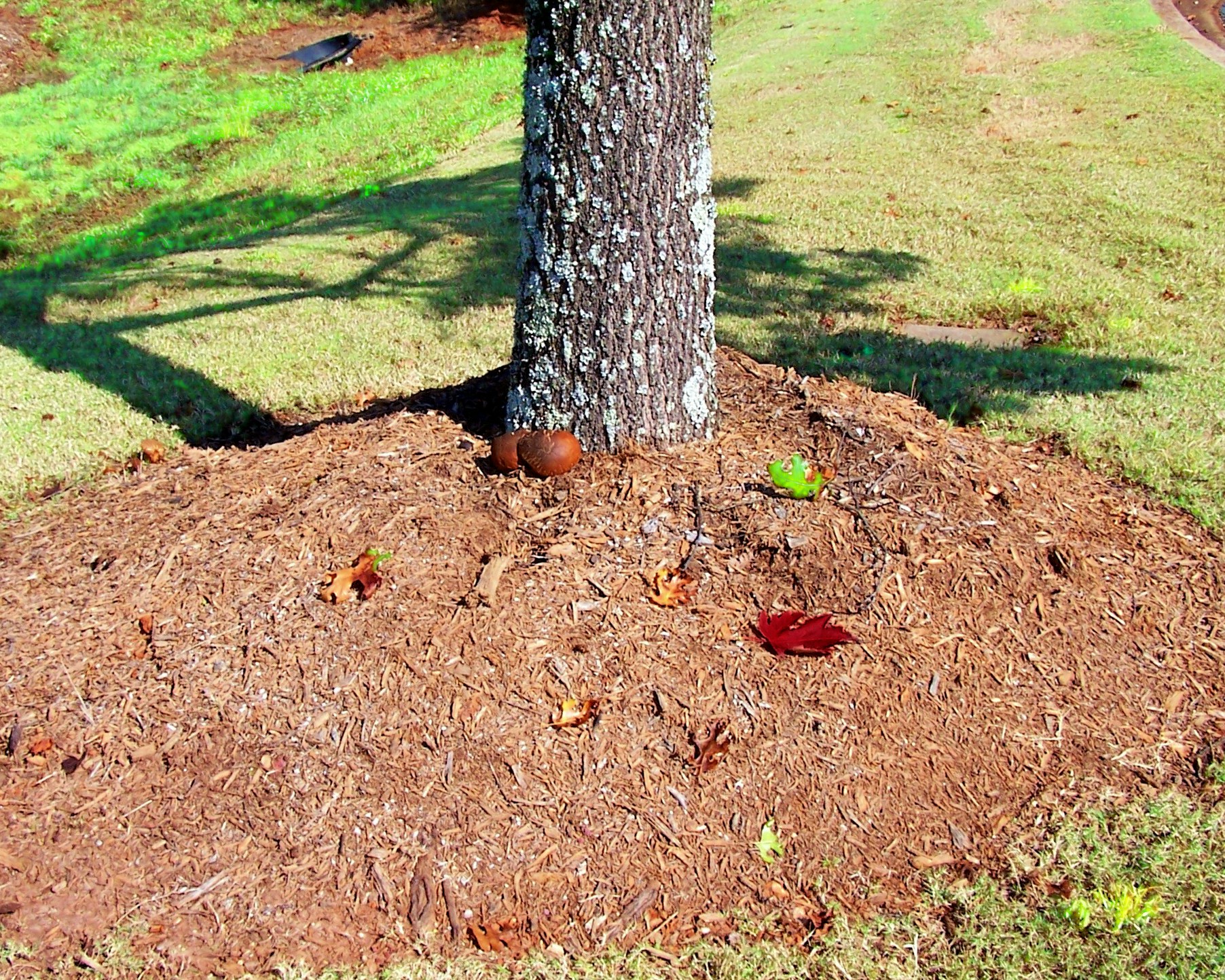 Volcano Mulching Kills Trees