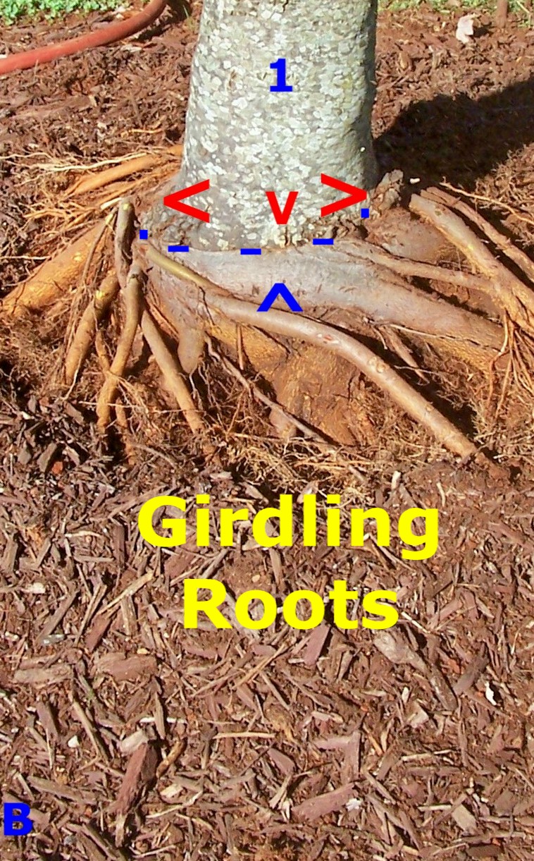 Volcano Mulching & Girdling Roots - Greentree