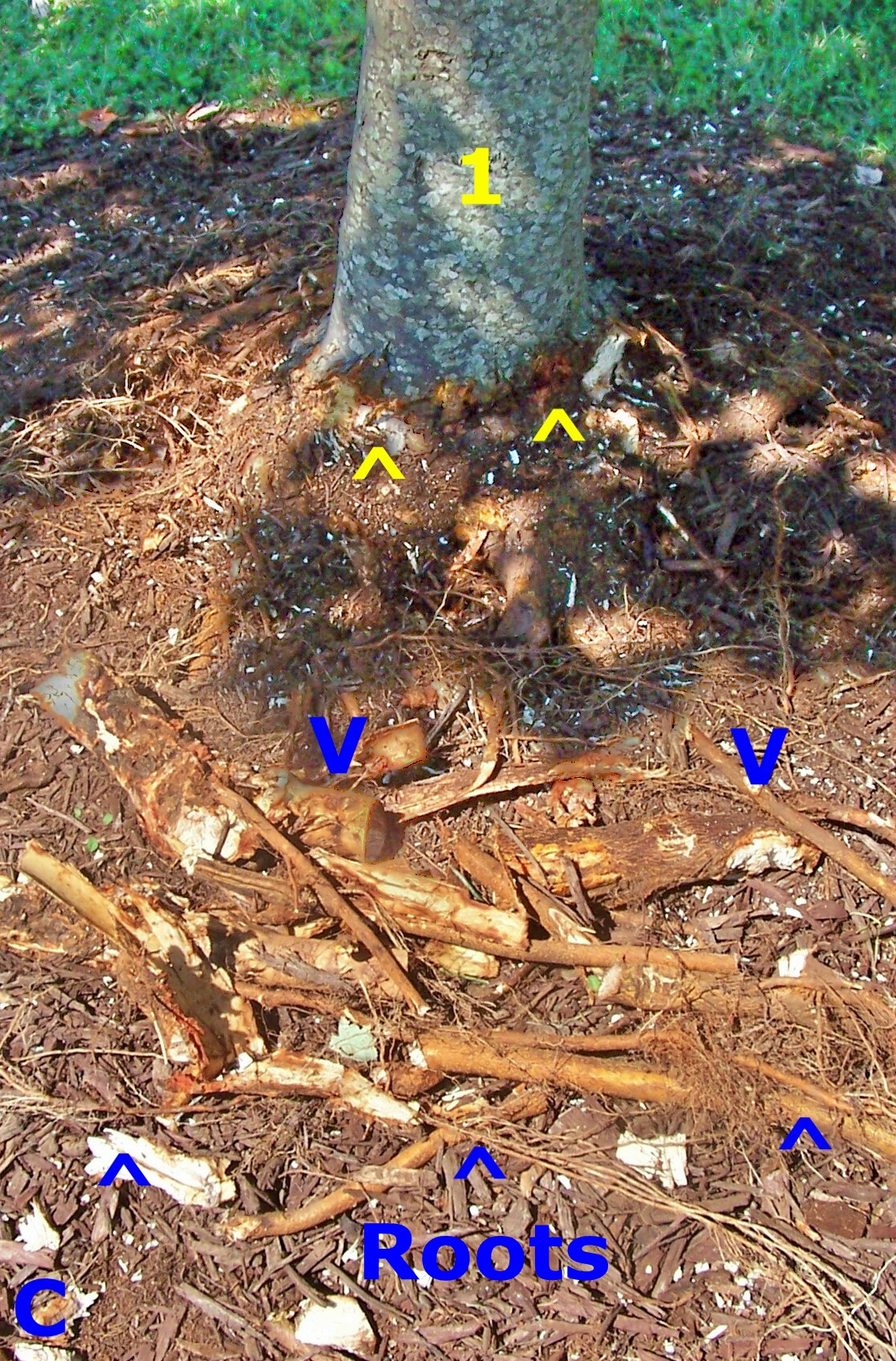 Volcano Mulching & Girdling Roots - Greentree