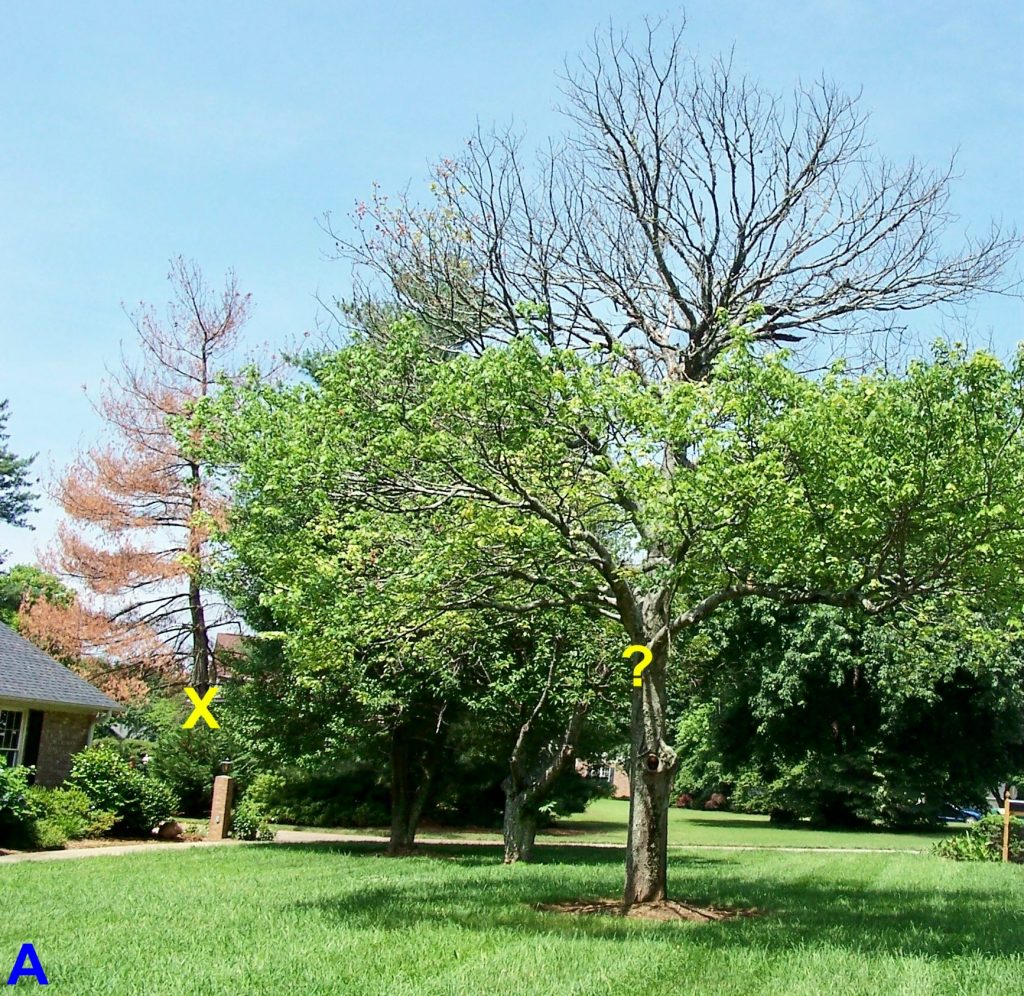 The Case of the Nuisance Neighbor - Greentree